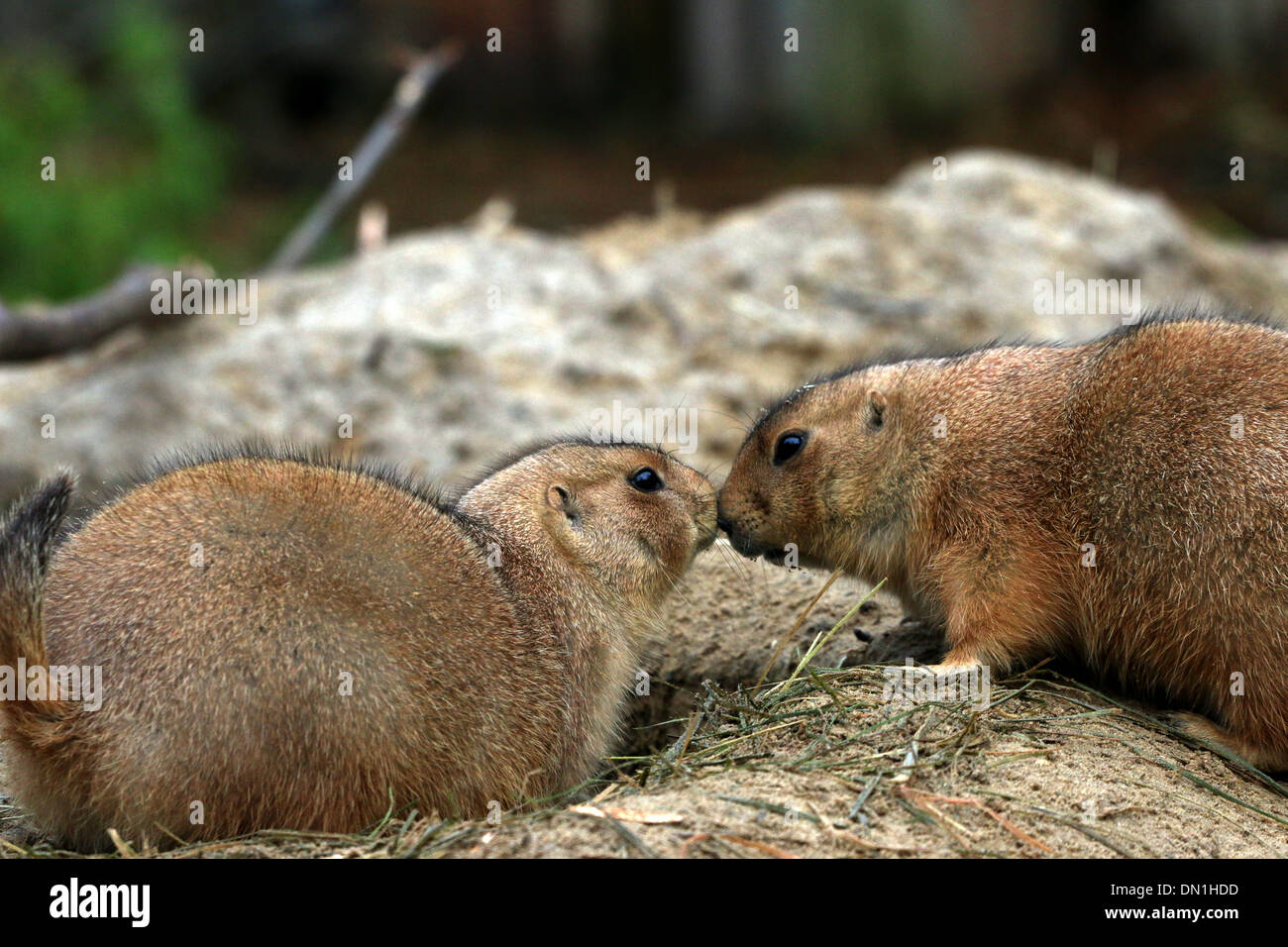 Social interaction between two hi-res stock photography and images - Alamy