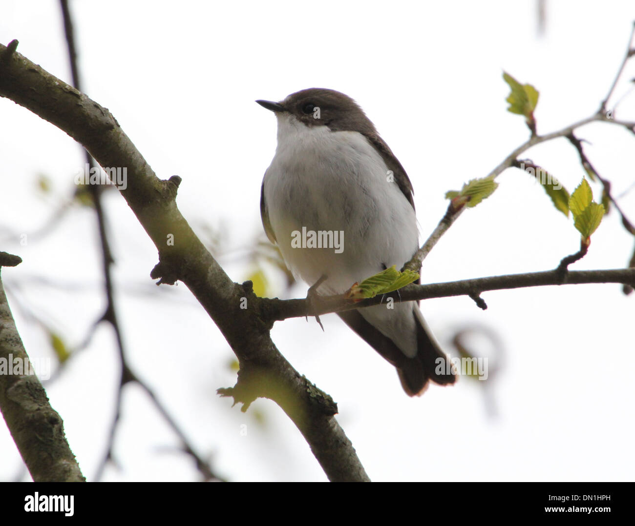 Male European Pied Flycatcher (Ficedula hypoleuca) posing on a branch ...