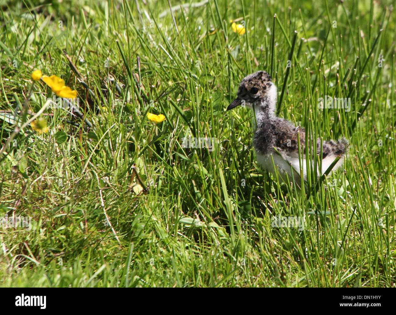 Baby common lapwings hi-res stock photography and images - Alamy