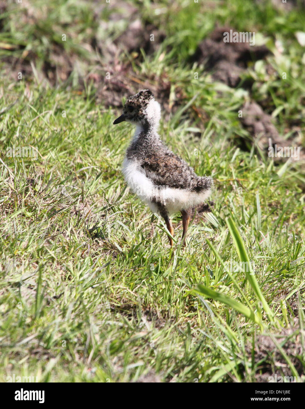 Baby common lapwings hi-res stock photography and images - Alamy