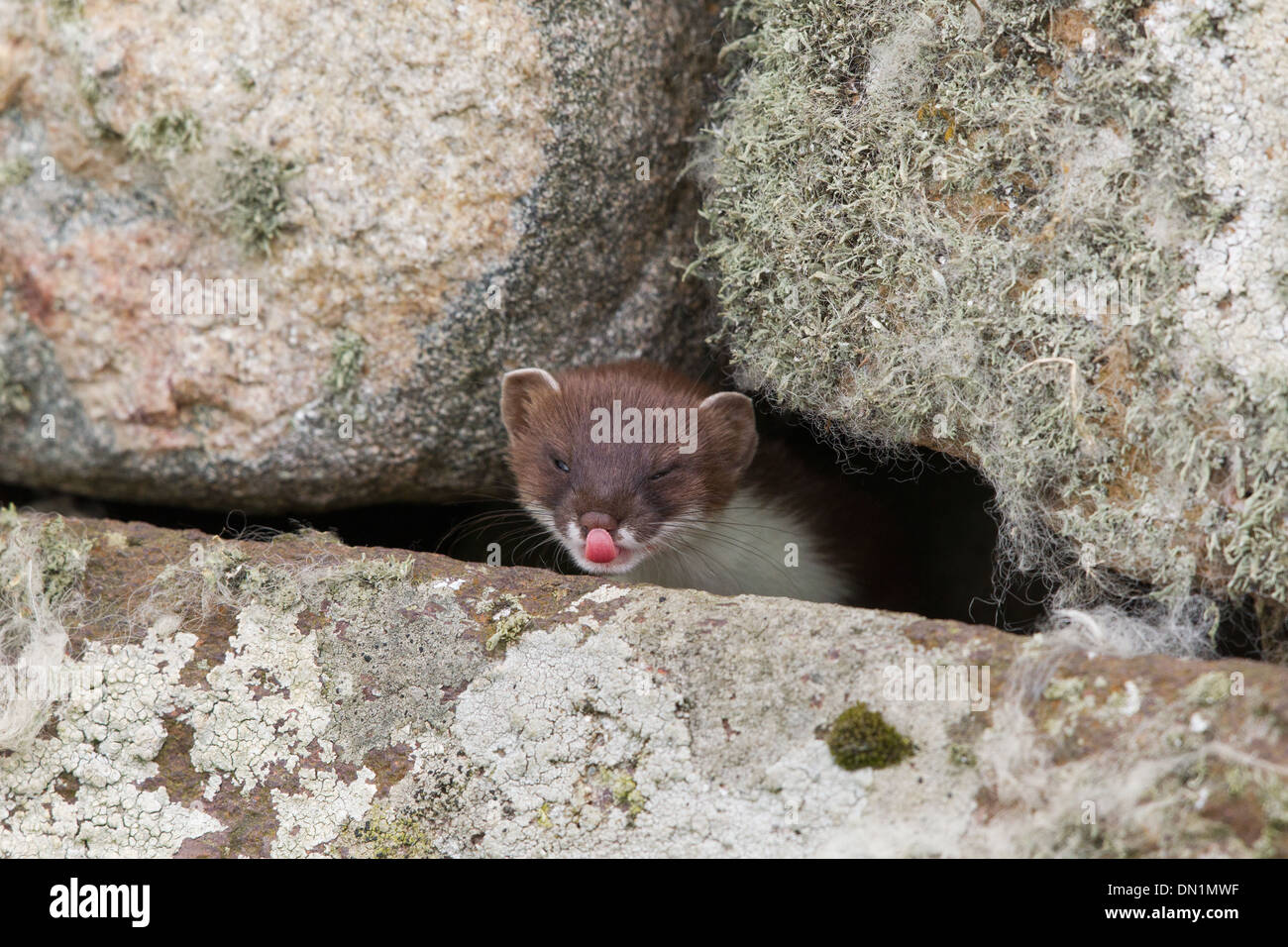 Stoat in uk hi-res stock photography and images - Alamy