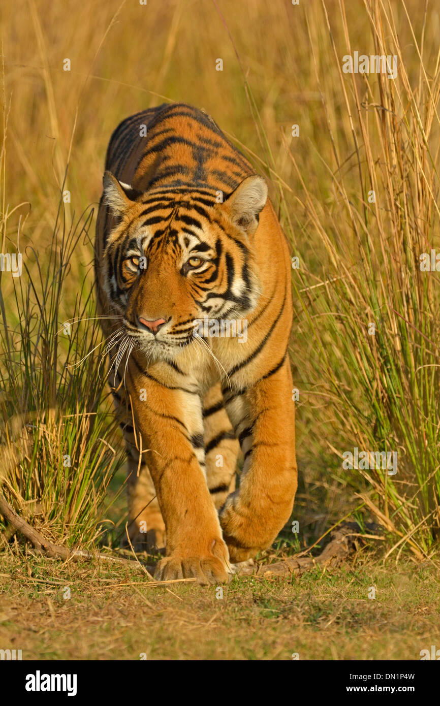 Facing tigers hi-res stock photography and images - Alamy