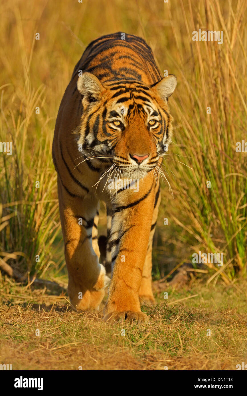 Facing tigers hi-res stock photography and images - Alamy