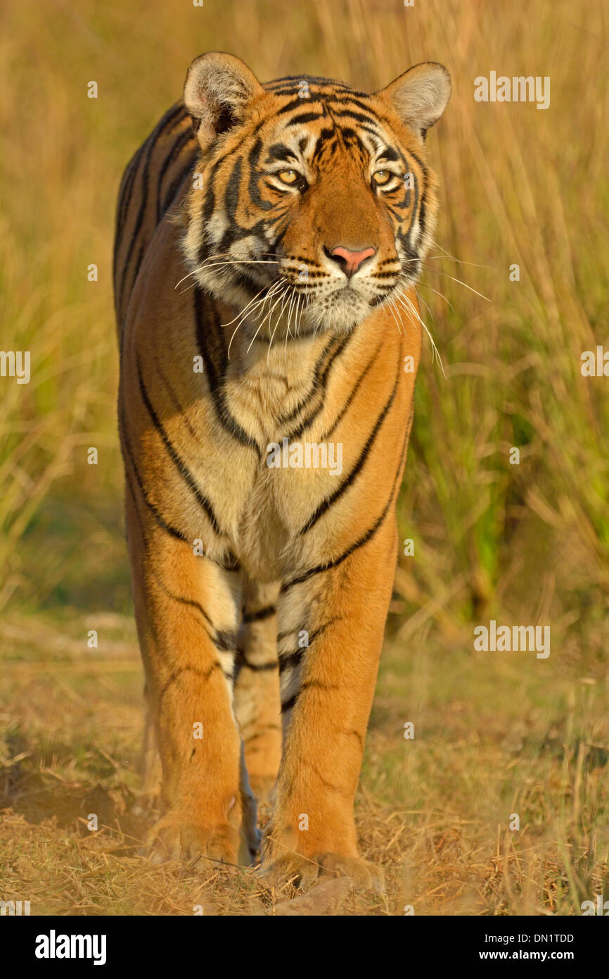 Approaching tiger in the grasslands of Ranthambhore Stock Photo - Alamy
