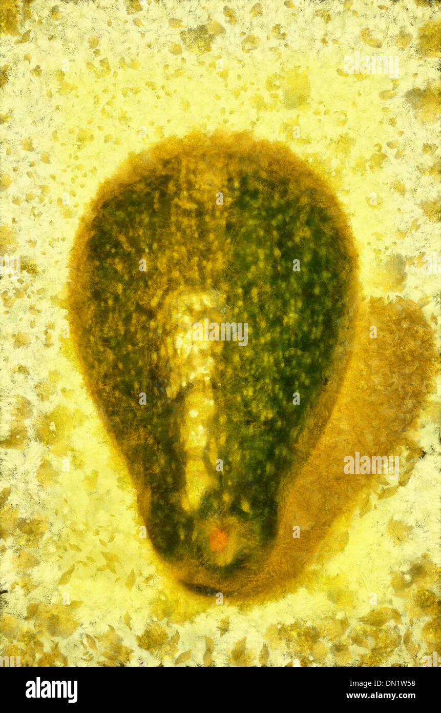 Avocado graphics hi-res stock photography and images - Alamy