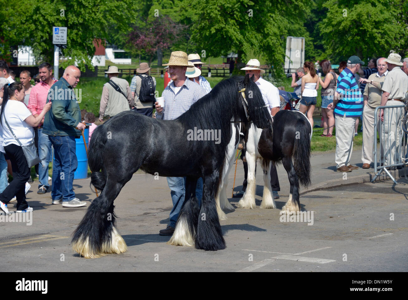 Gypsy Travellers With Horses Appleby Horse Fair June 2013 Appleby in Gypsy Travellers With Horses Appleby Horse Fair June 2013 Appleby in