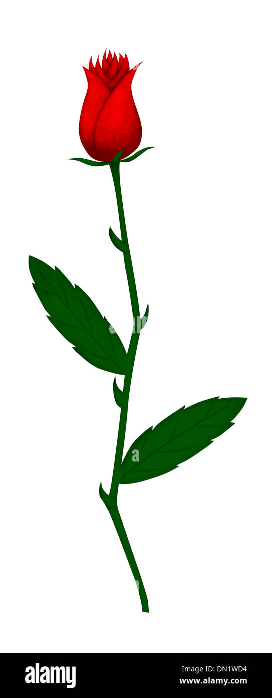 Isolated illustration of a rose Stock Photo - Alamy