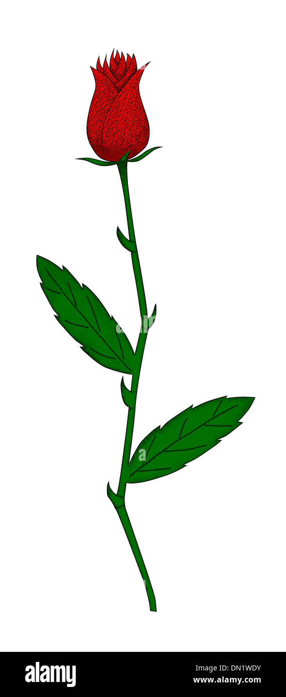Isolated illustration of a rose Stock Photo - Alamy