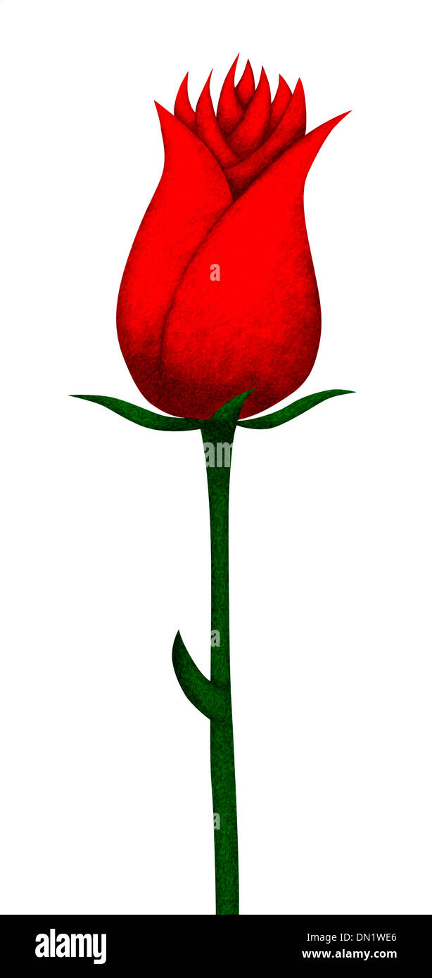 Isolated illustration of a rose Stock Photo - Alamy