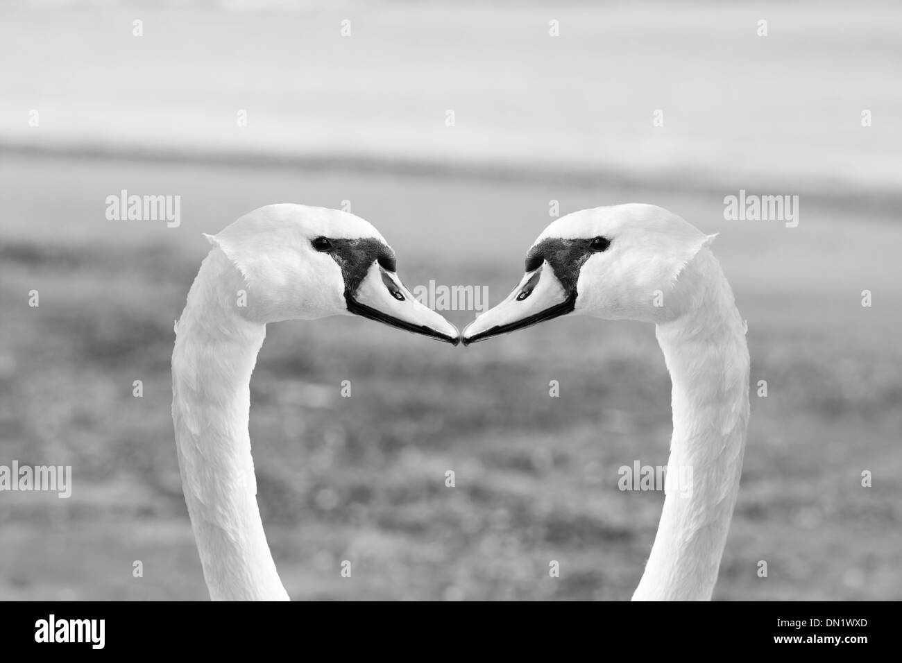 Kissing swans Black and White Stock Photos & Images - Alamy