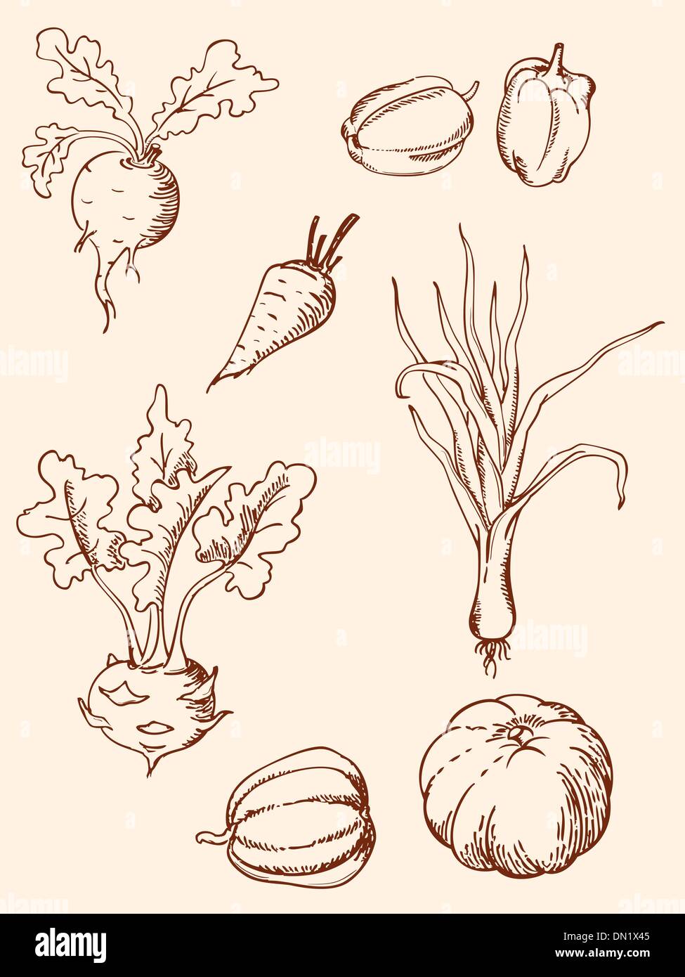 hand drawn vintage vegetables Stock Vector Image & Art - Alamy