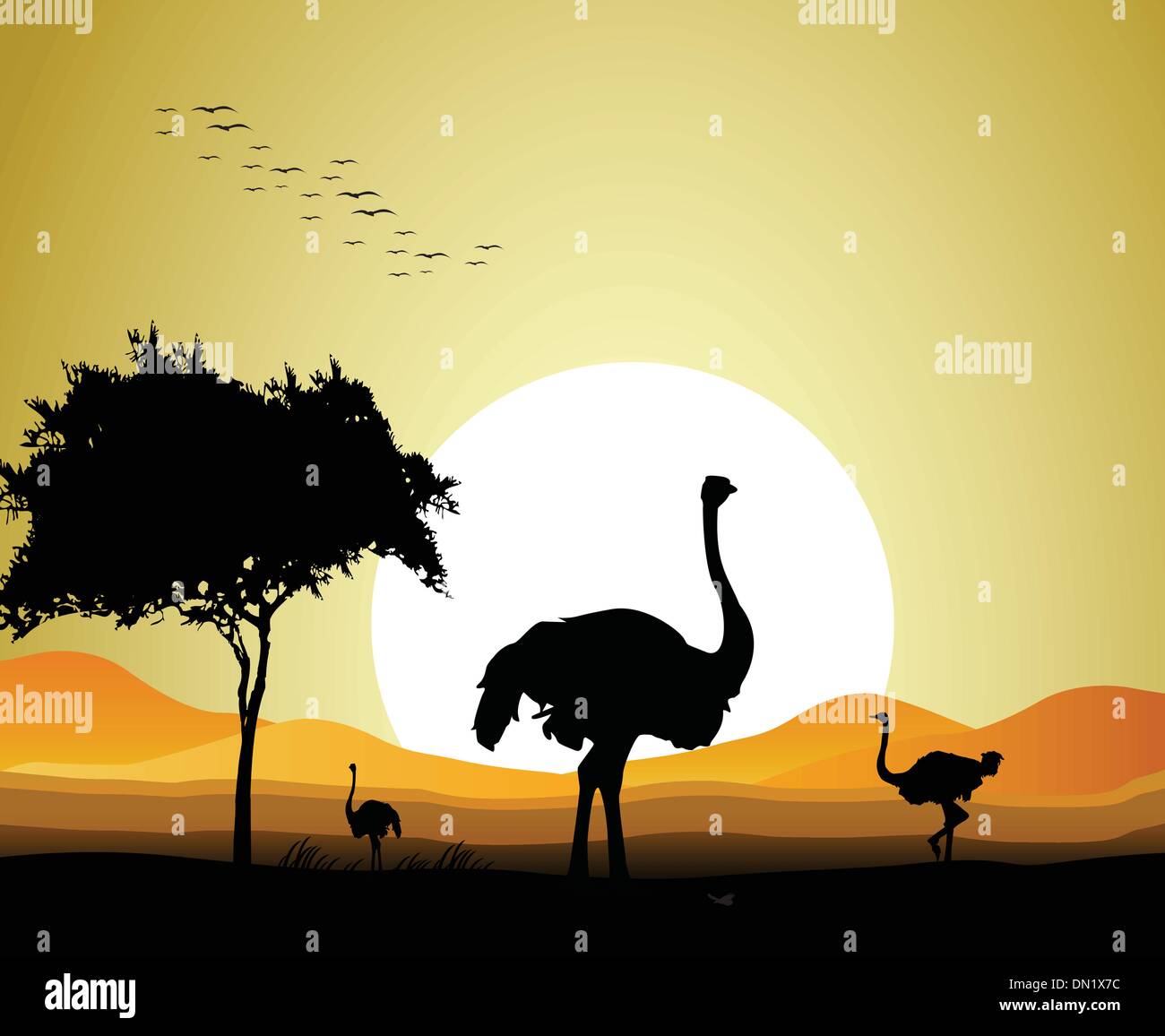 beauty ostrich silhouette with sunset background Stock Vector Image ...