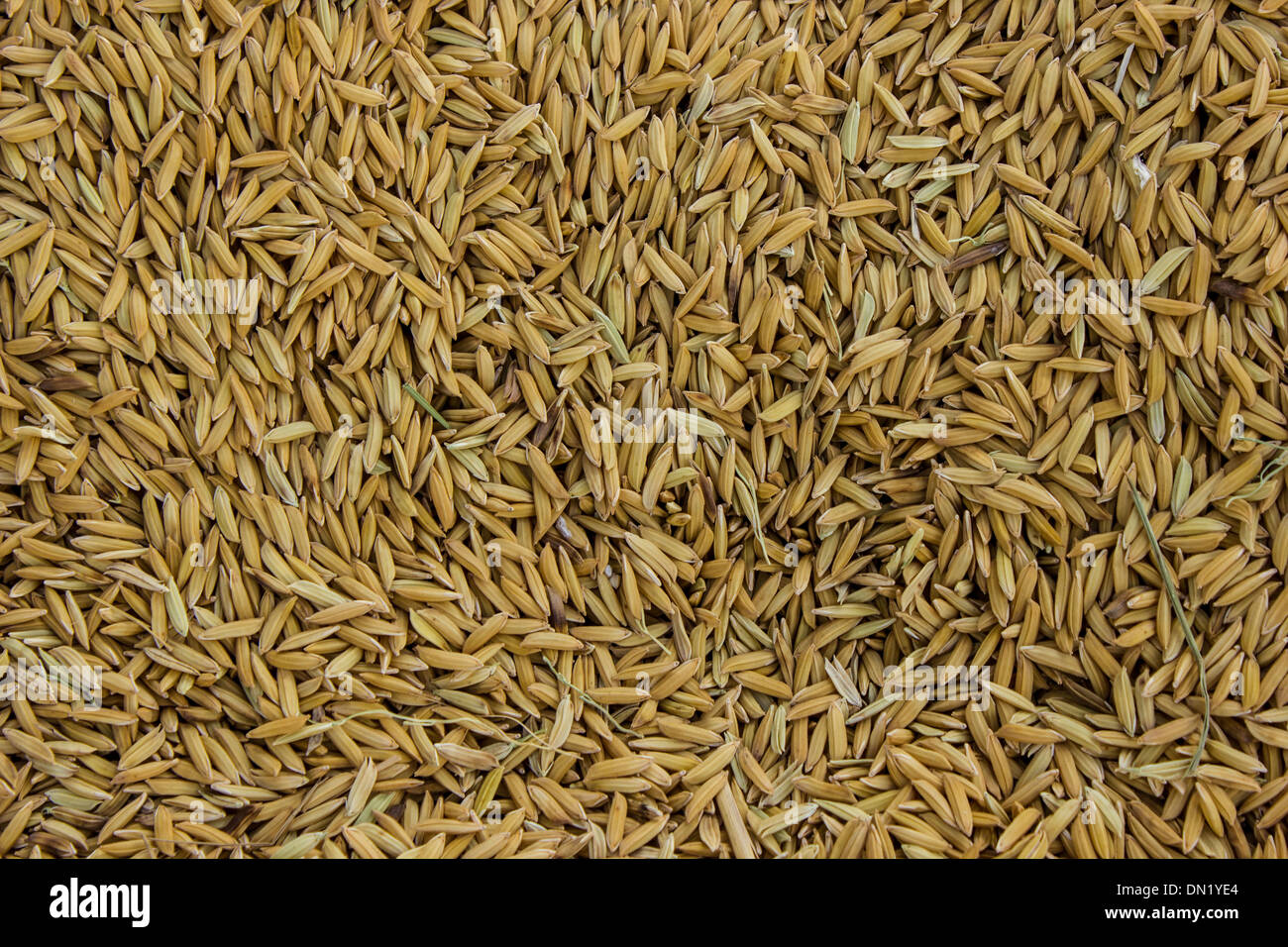 The Yellow rice paddy in Thailand Stock Photo - Alamy