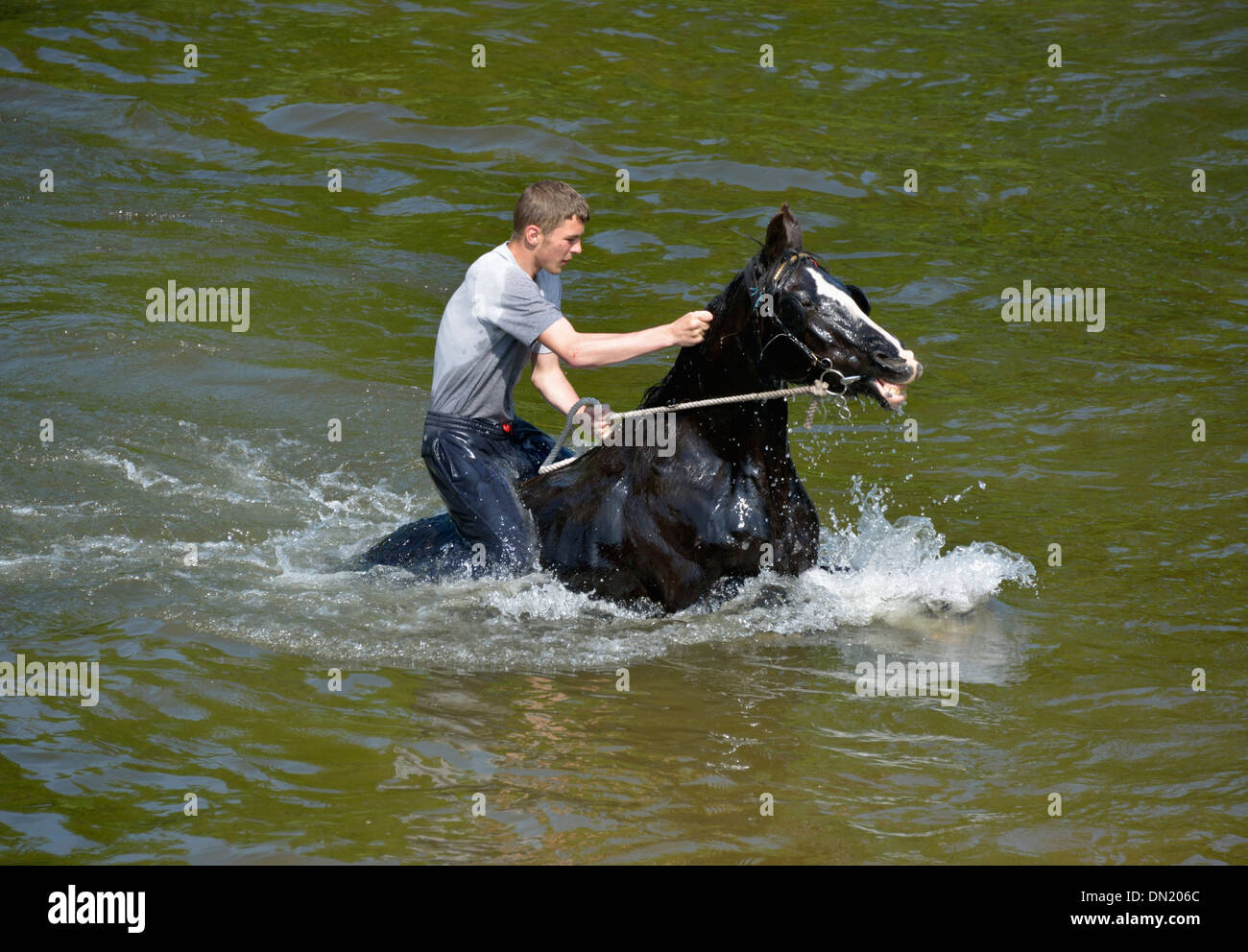 Gypsy traveller riding horse in River Eden. Appleby Horse Fair, Appleby ...
