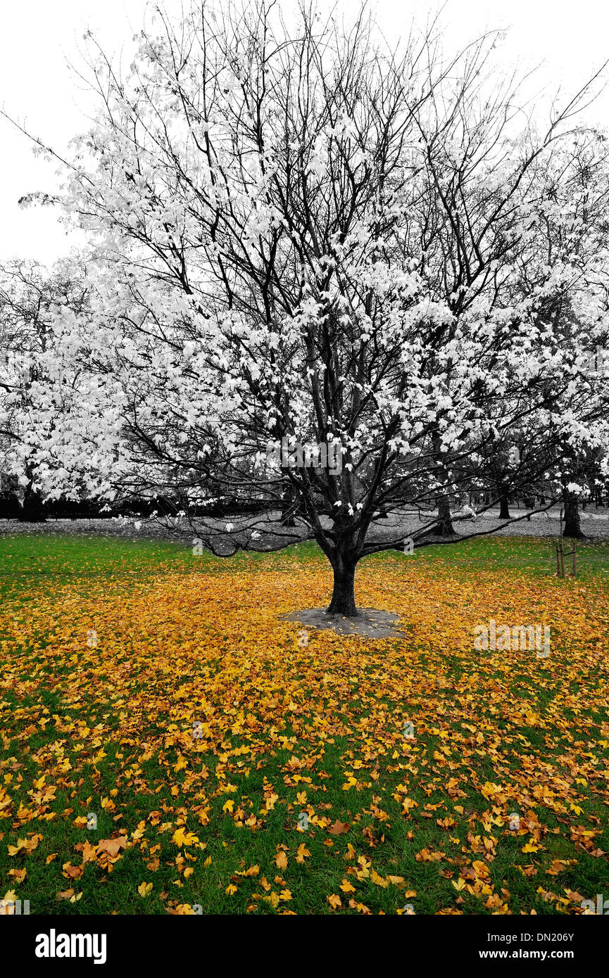A shedding black and white tree over colorful grounds Stock Photo - Alamy