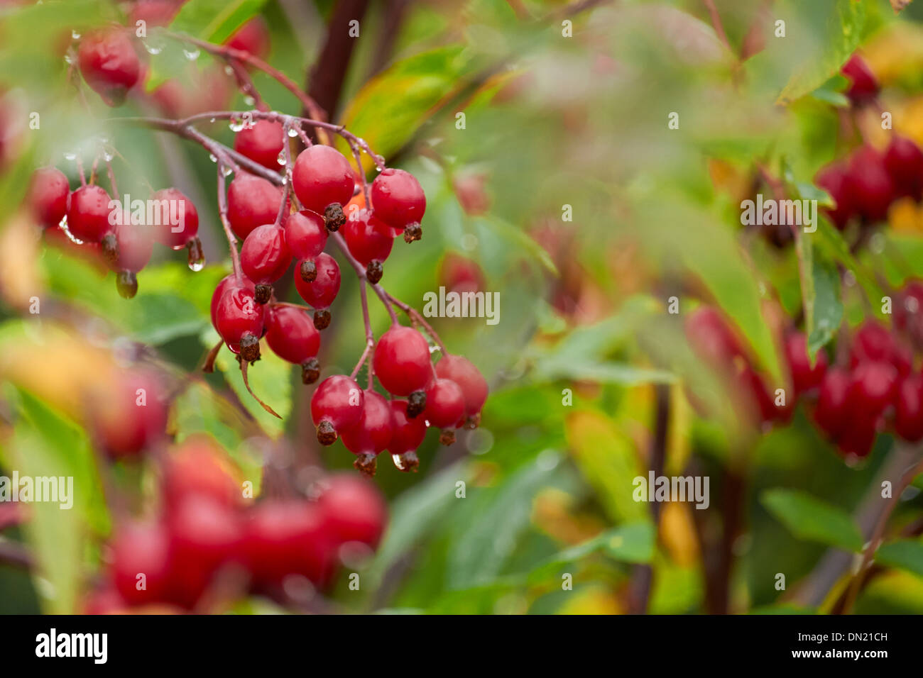 Red winter hi-res stock photography and images - Alamy