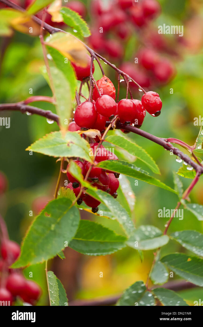 Winter berries hi-res stock photography and images - Alamy