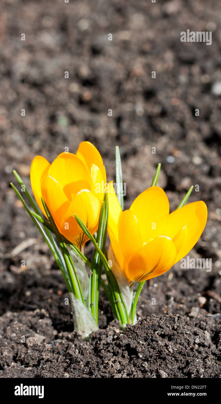 Yellow spring flowers in soil Stock Photo - Alamy