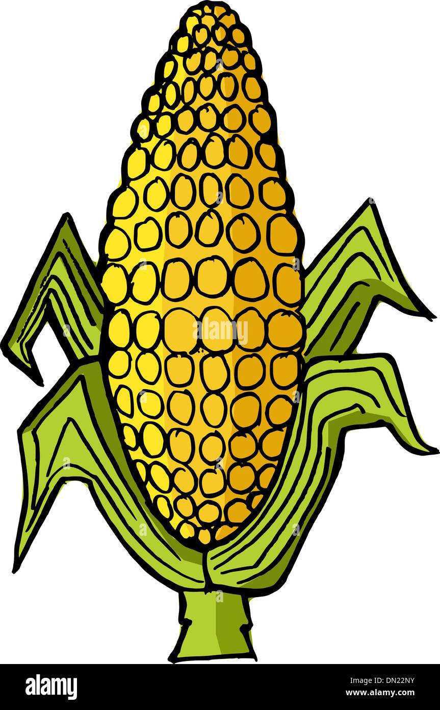 Ear of corn Stock Vector Image & Art - Alamy