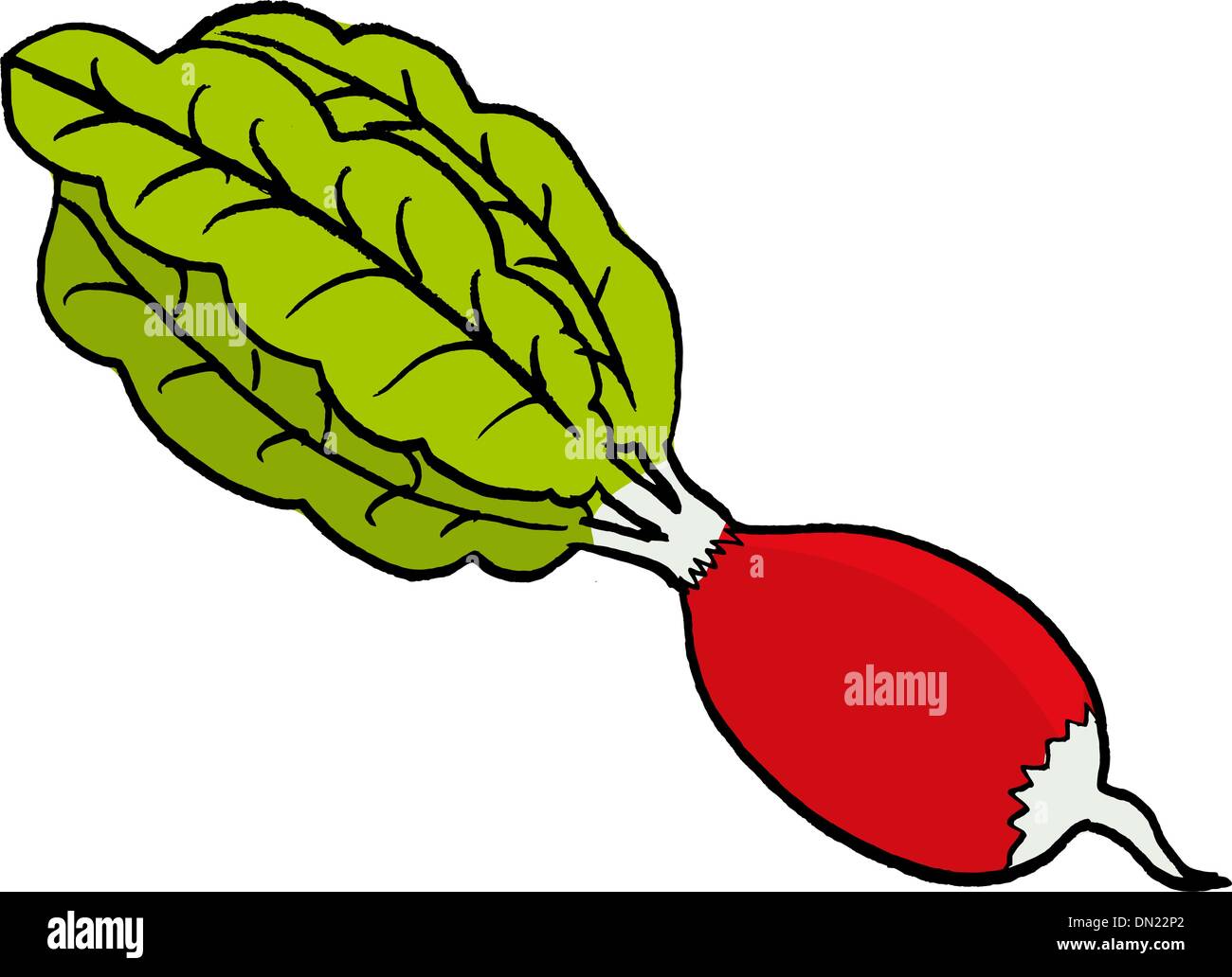 Radish red Stock Vector Images - Alamy