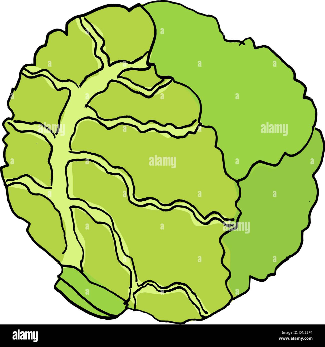 Cabbage vector vectors hi-res stock photography and images - Alamy