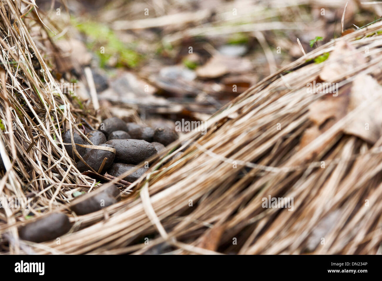 Closeup of goat stool on the ground near tuft of grass Stock Photo - Alamy