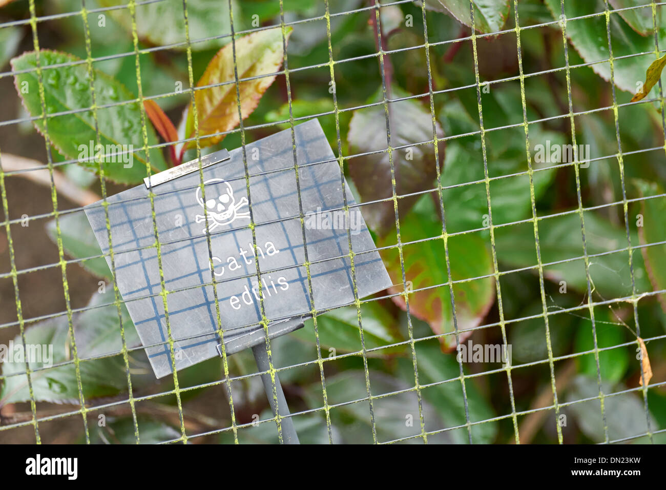 Poison garden at Alnwick Garden, Northumberland, England, UK Stock ...