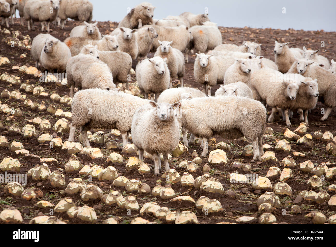 Scotland Turnip High Resolution Stock Photography and Images - Alamy
