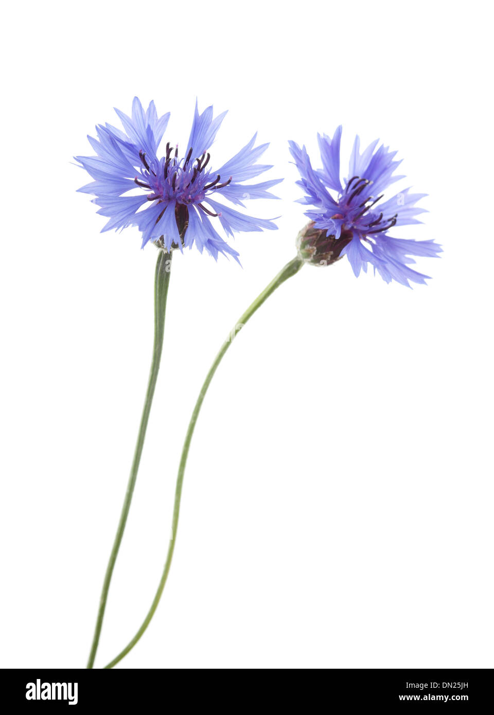 Blue cornflower hi-res stock photography and images - Alamy