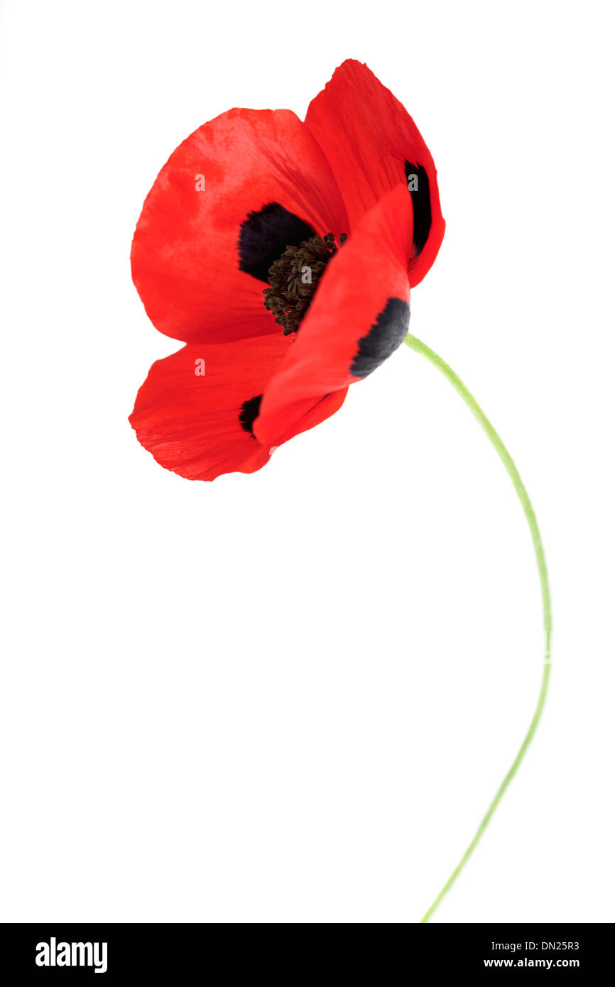 Poppy White Background