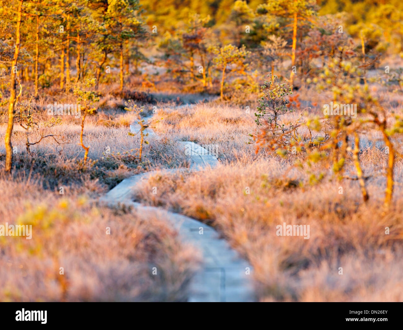 Wooden plank road in swamp Stock Photo - Alamy