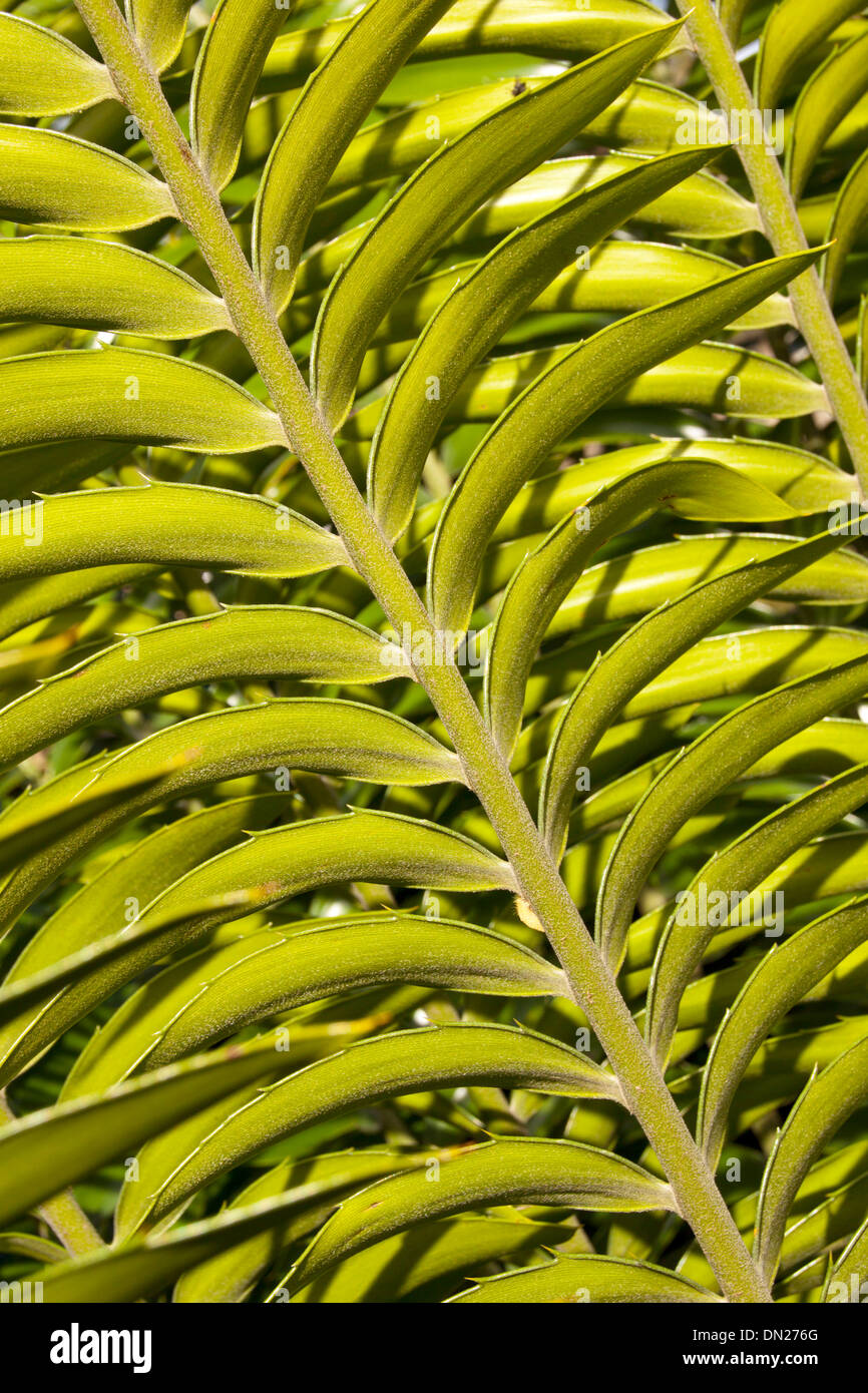 close up view of leaf on cycad plant Stock Photo - Alamy