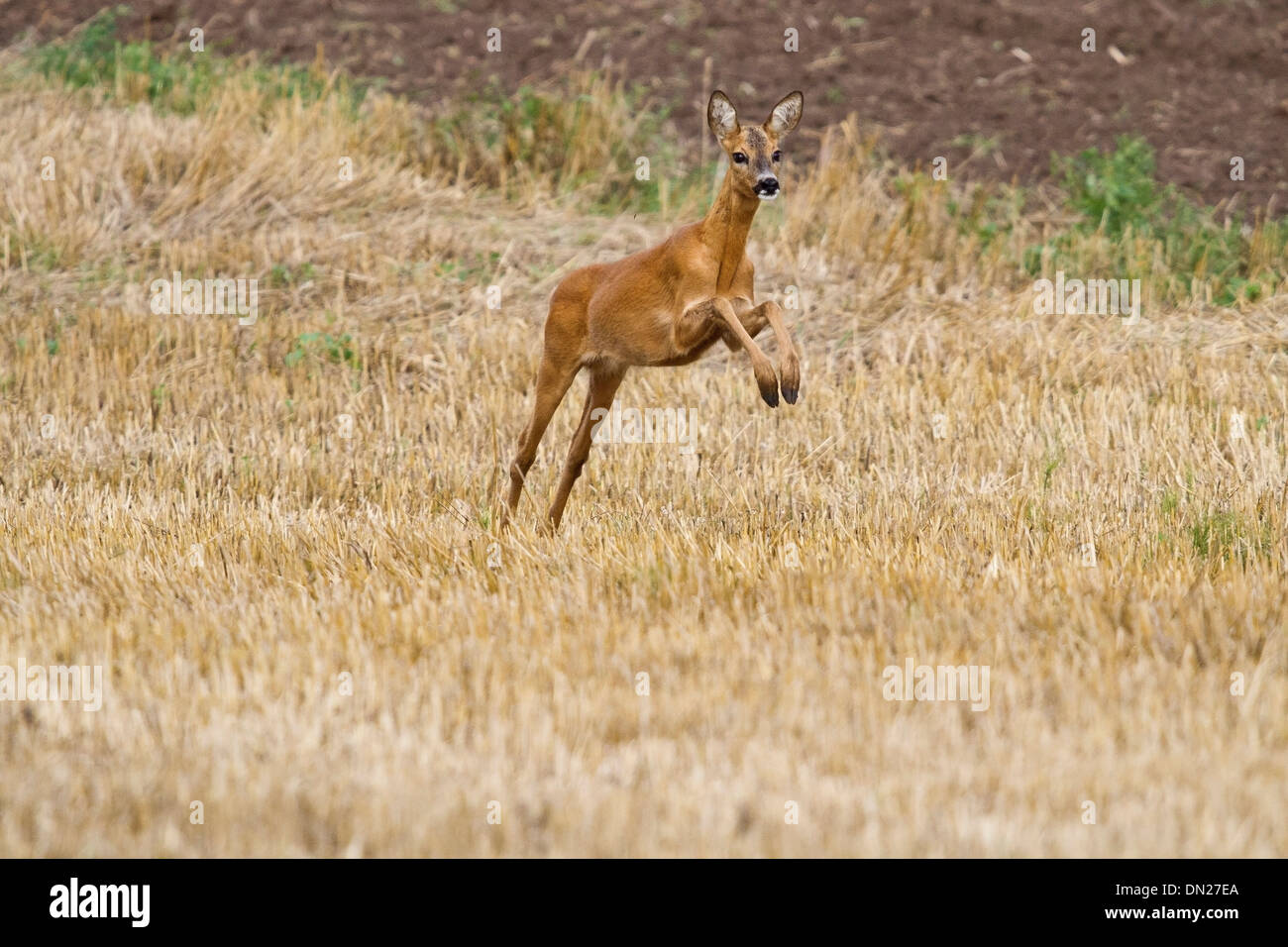Roe deer Capreolus pygargus Stock Photo - Alamy