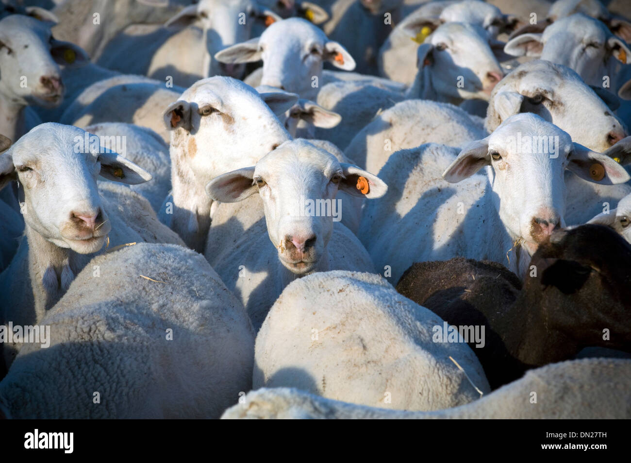 Spain animals hi-res stock photography and images - Alamy