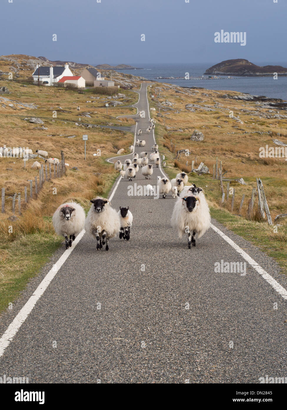 Happy Sheep Road