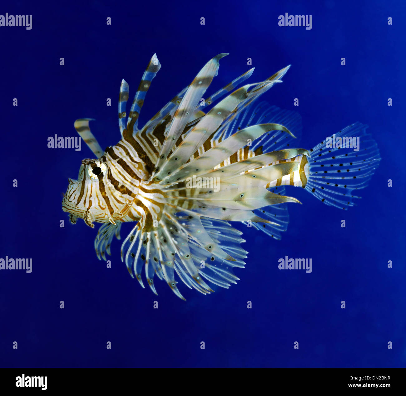 Spikey fish hi-res stock photography and images - Alamy