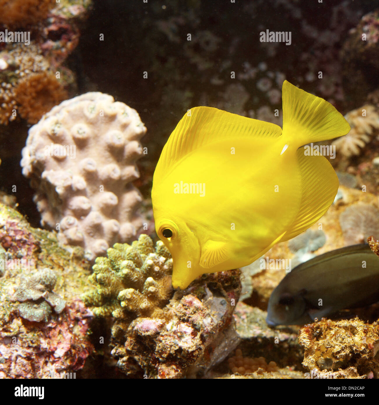 Yellow coral fish hi-res stock photography and images - Alamy