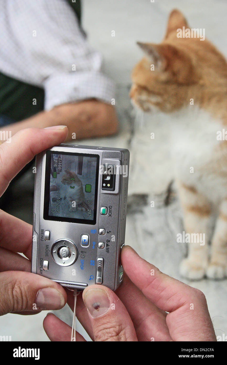 Man taking a photograph of a tame feral cat with a digital camera ...