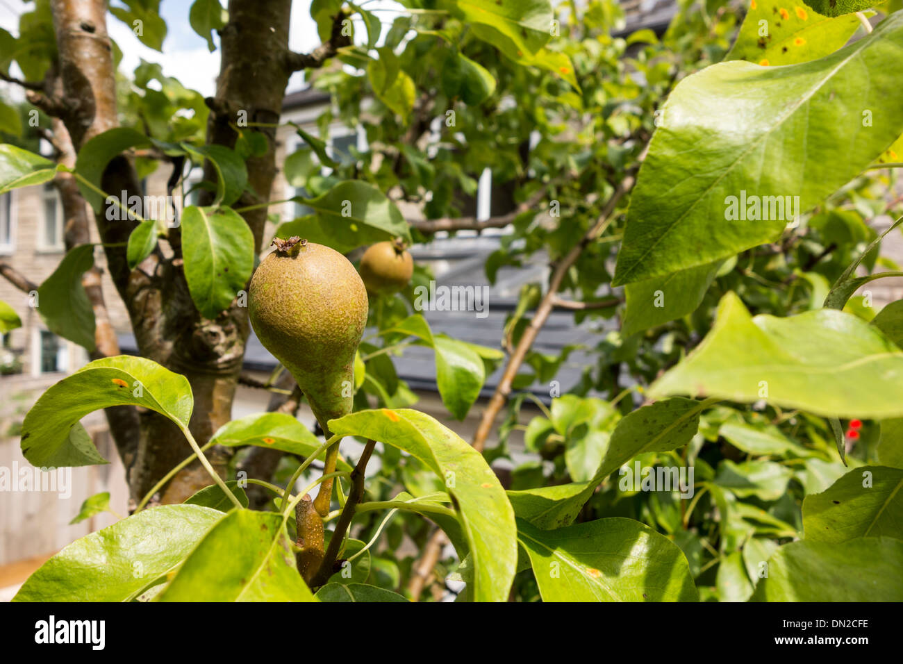 Conference pears on tree. Pyrus communis Rosaceae Stock Photo - Alamy