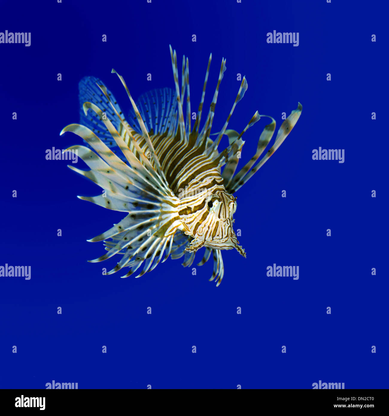 Spikey fish hi-res stock photography and images - Alamy