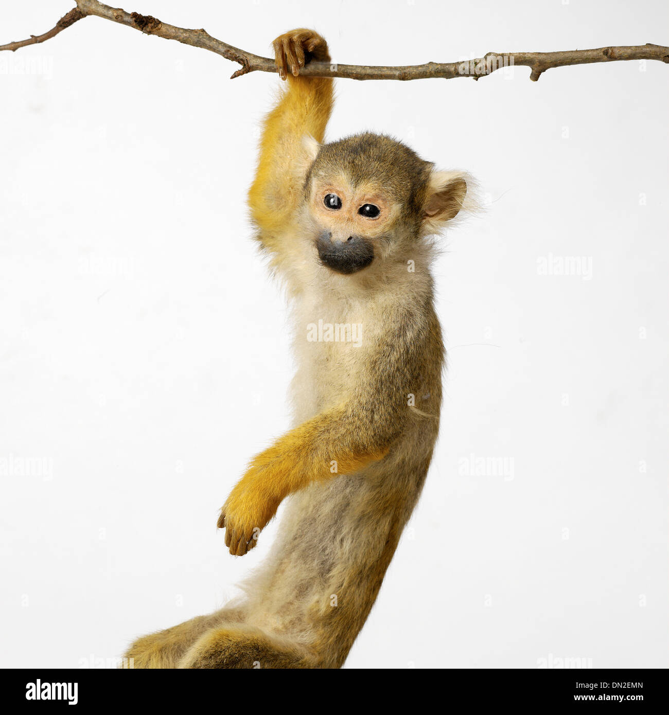 Cartoon Monkeys Swinging On Trees