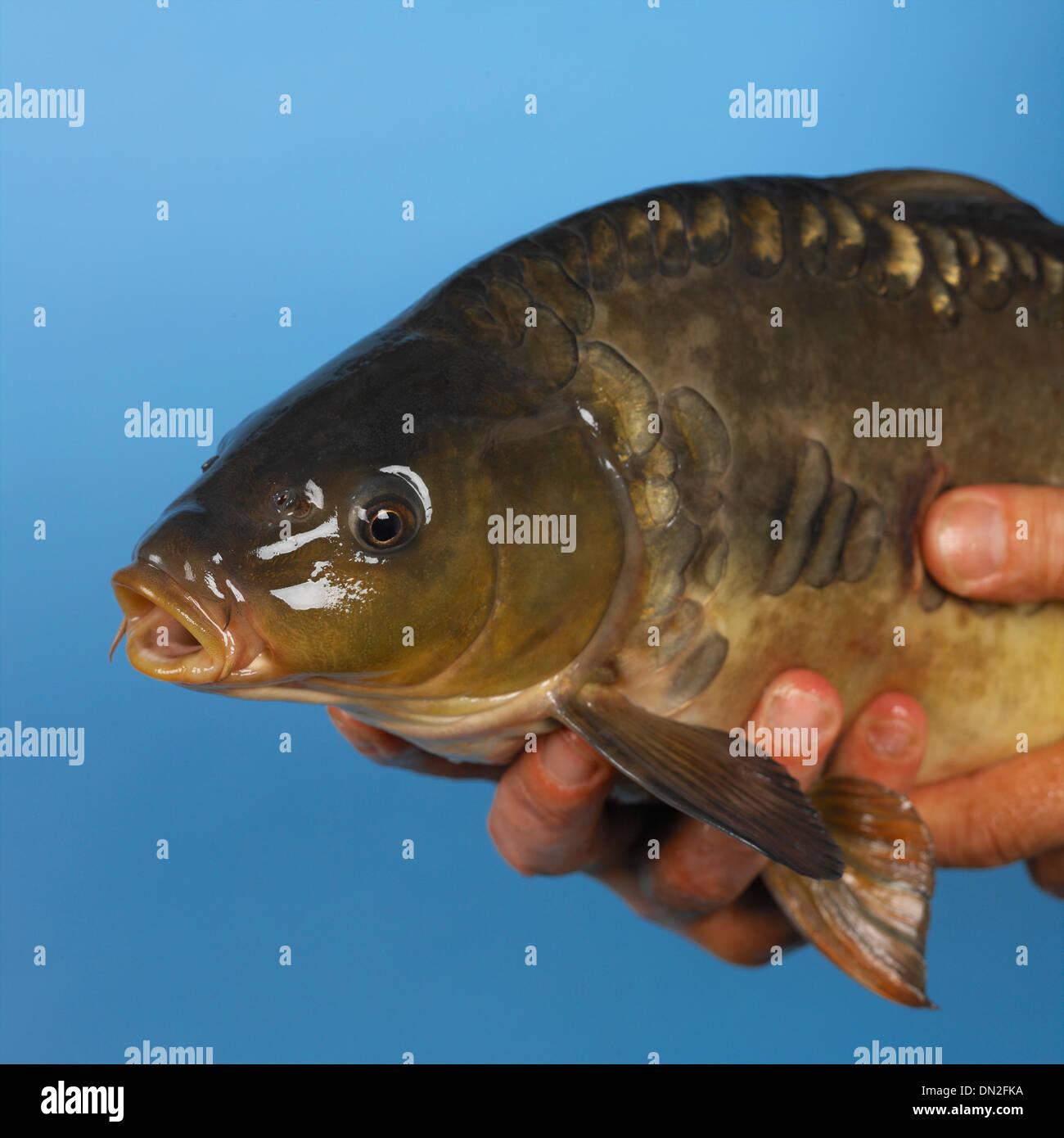 Mirror Carp Head Stock Photo - Alamy