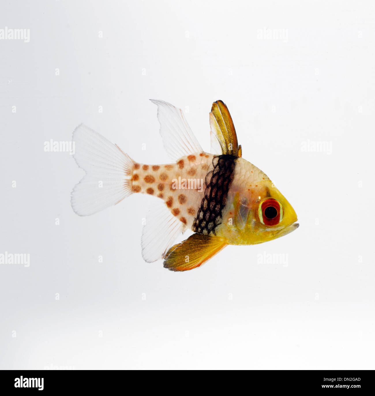 Pajama Cardinal Fish Stock Photo - Alamy