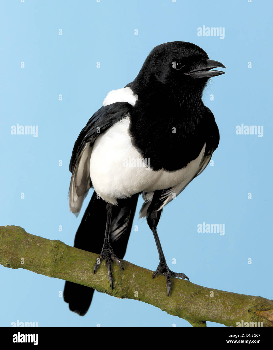 British magpie bird hi-res stock photography and images - Alamy