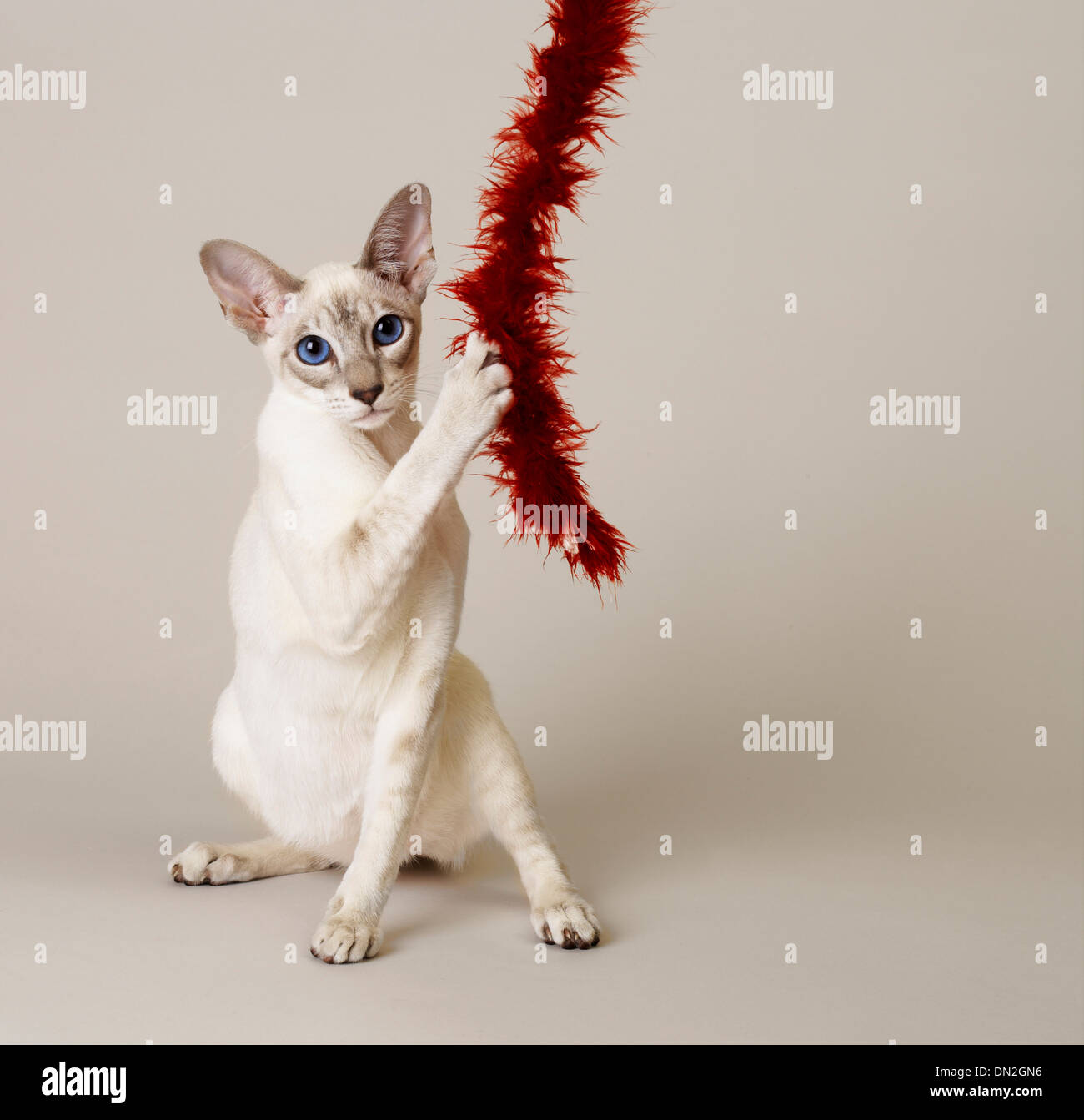 Pure cat hi-res stock photography and images - Alamy