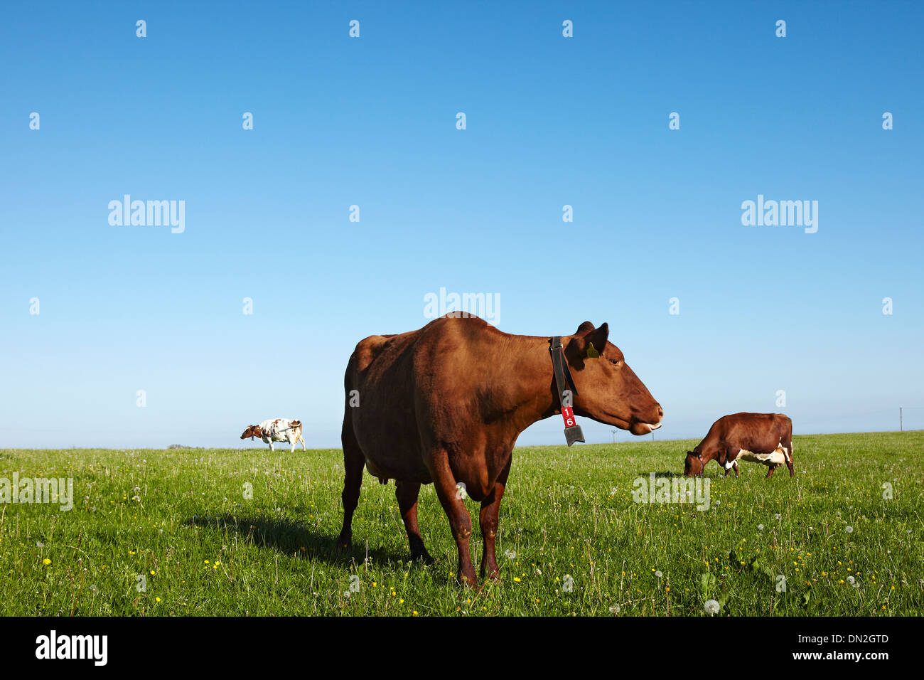 English cattle grazing meadow hi-res stock photography and images - Alamy