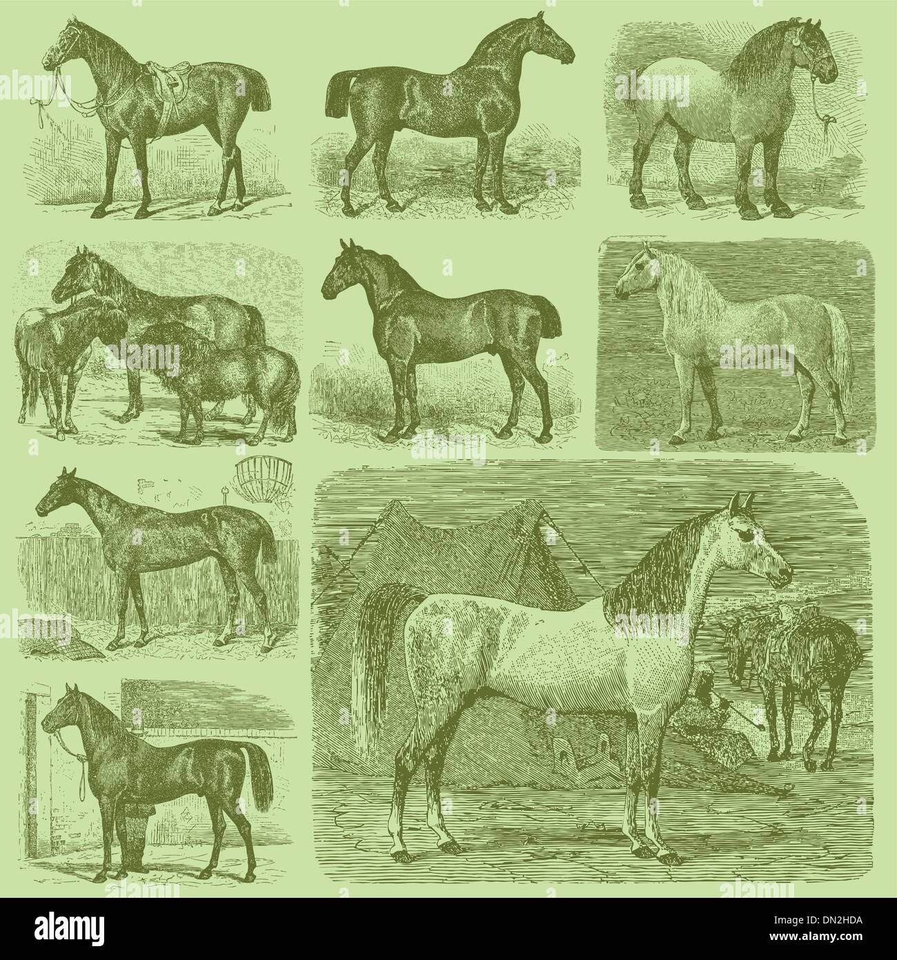 Vintage equestrian illustration horse Stock Vector Images - Alamy