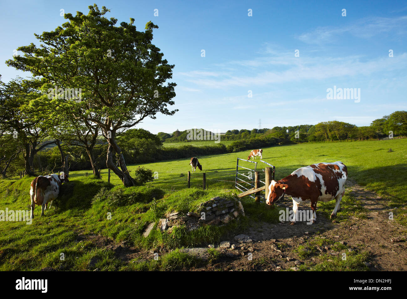 Cows grazing in meadow, Cornwall, England, UK Stock Photo - Alamy
