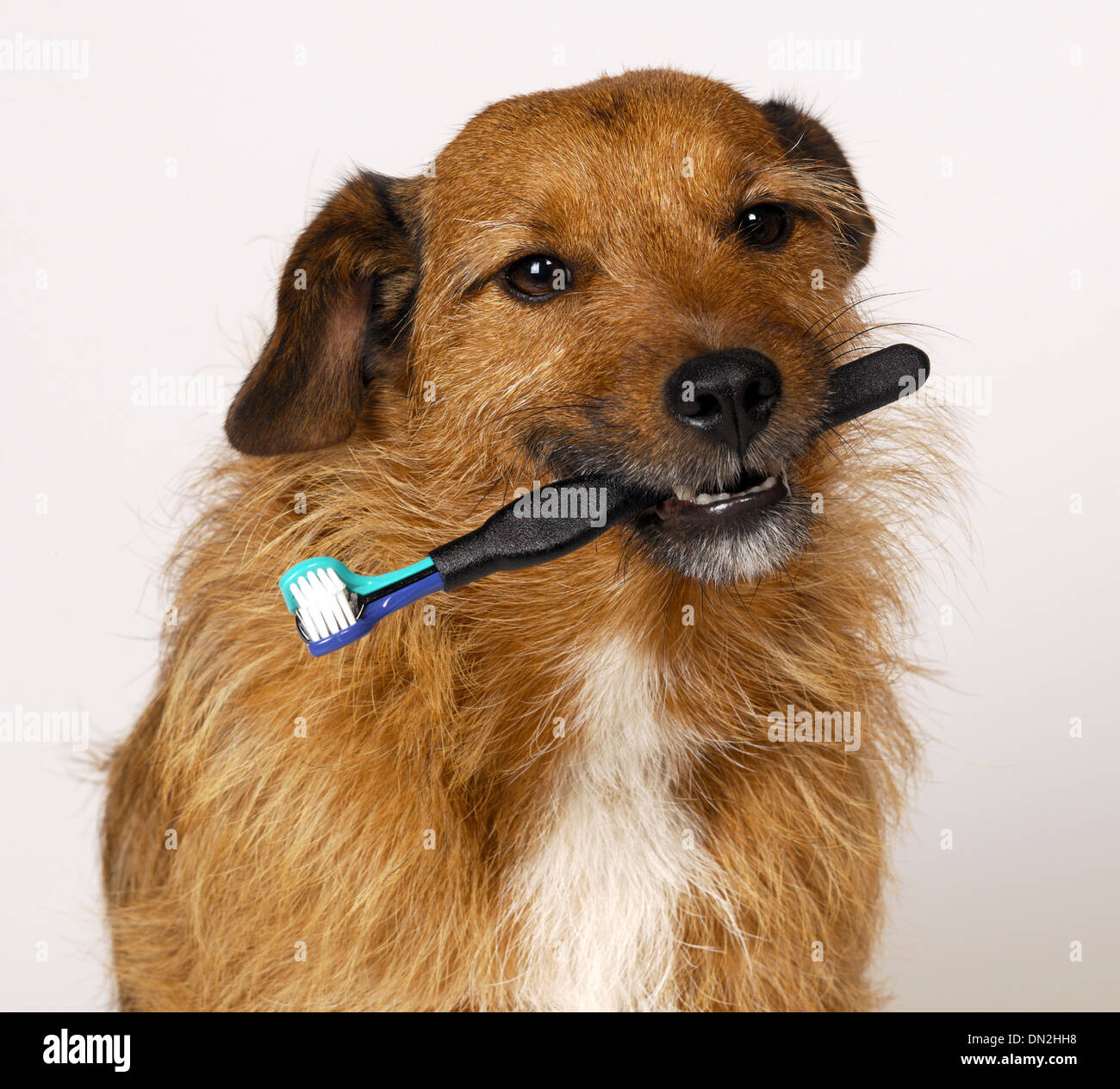 Dog with toothbrush Stock Photo - Alamy