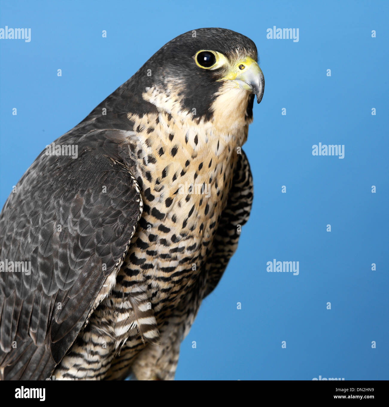 Peregrine Gyr Falcon Stock Photo - Alamy